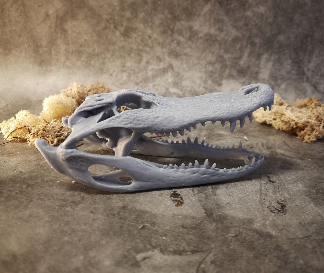 Alligator Skull