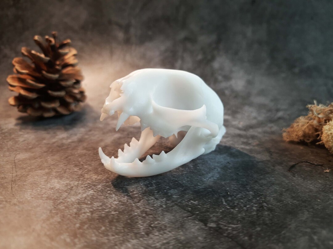 Domestic Cat Skull Replica Unpainted - Etsy