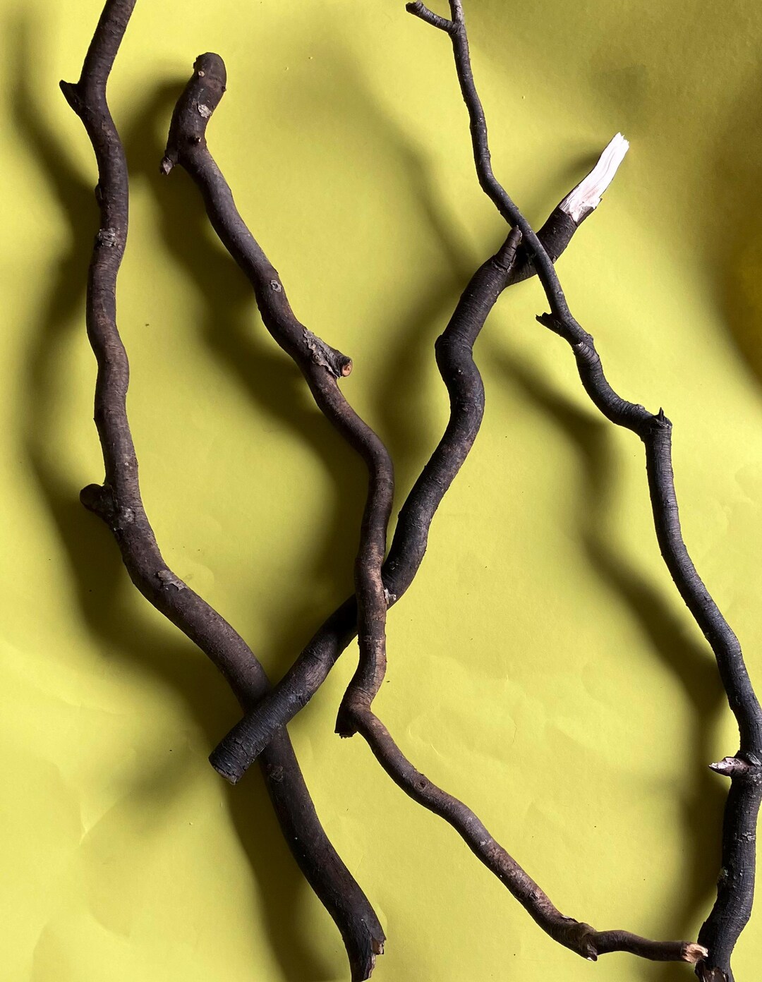Contorted (corkscrew) Willow Branches - Etsy