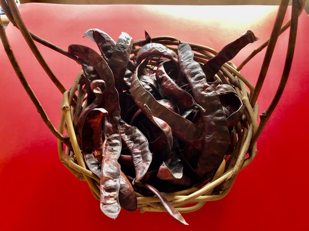 Honey Locust Tree Seed Pods (dried) Price Reduced! - Etsy