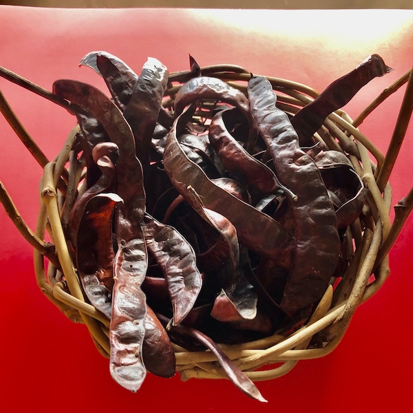 Tree Seed Pods - Etsy