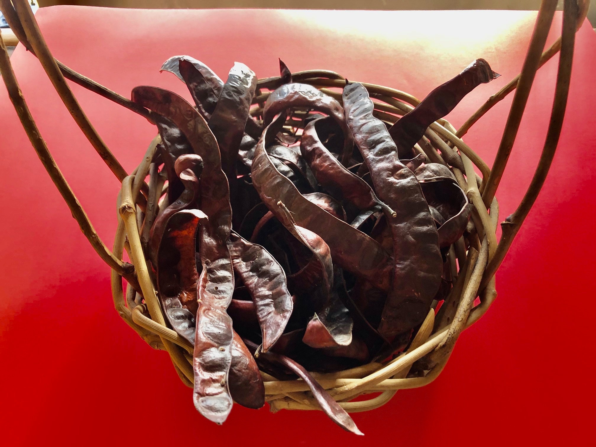 Honey Locust Tree Seed Pods (dried) Price Reduced! - Etsy
