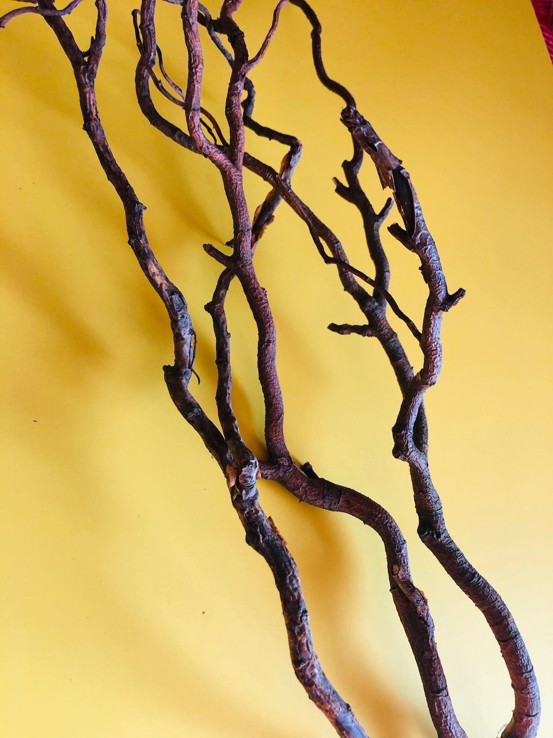 Contorted (corkscrew) Willow Branches - Etsy