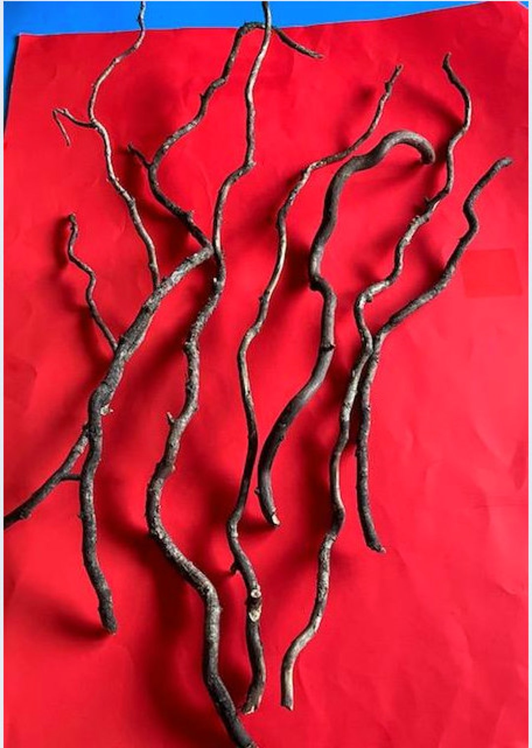 Corkscrew (contorted) Willow - Bundle of Dried Branches - Etsy