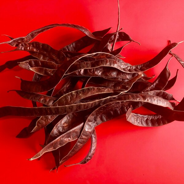 Unusual Seed Pods - Etsy