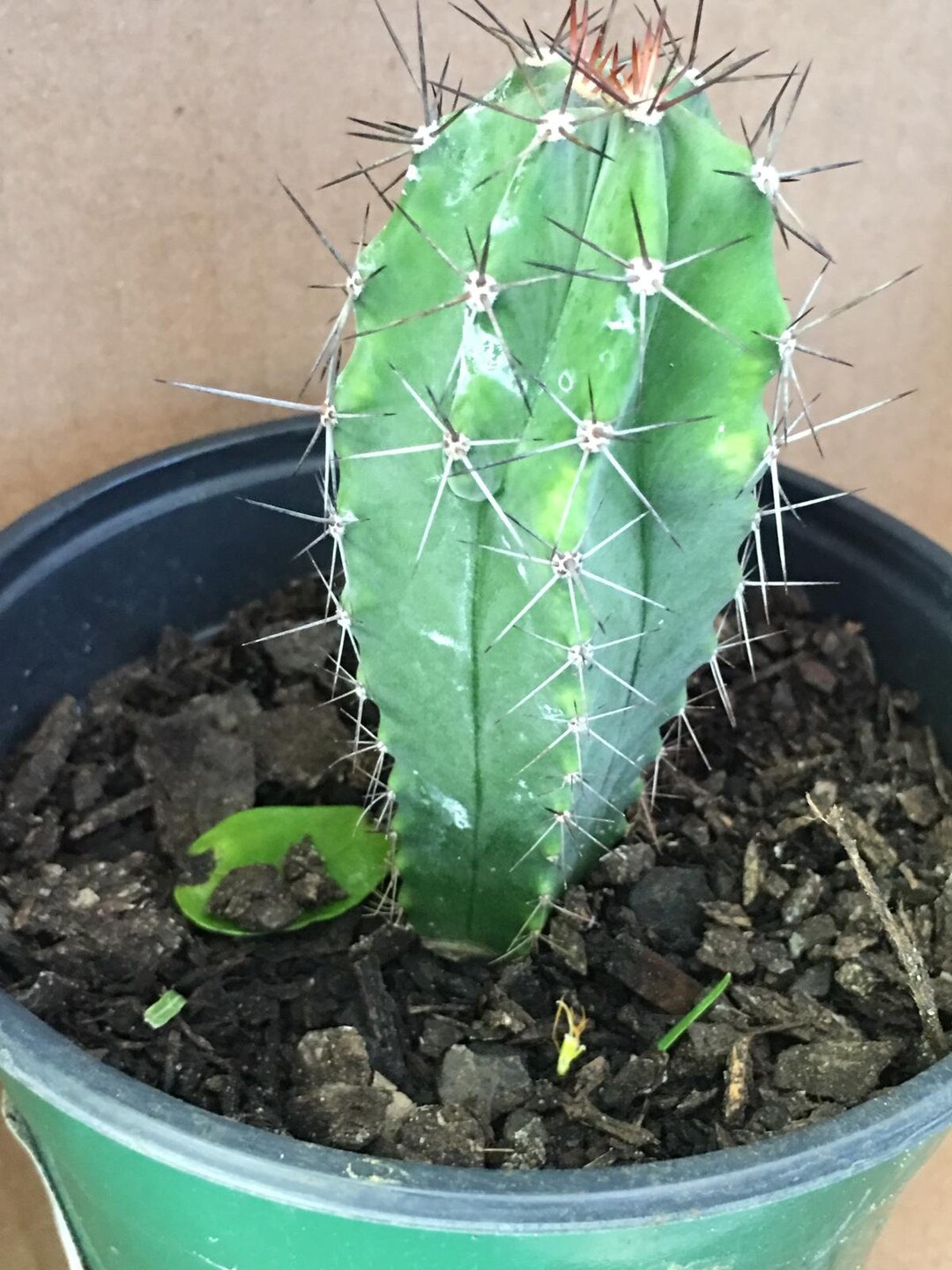 Cereus Pruinosus/gray Ghost/organ Pipe Cactus - Etsy