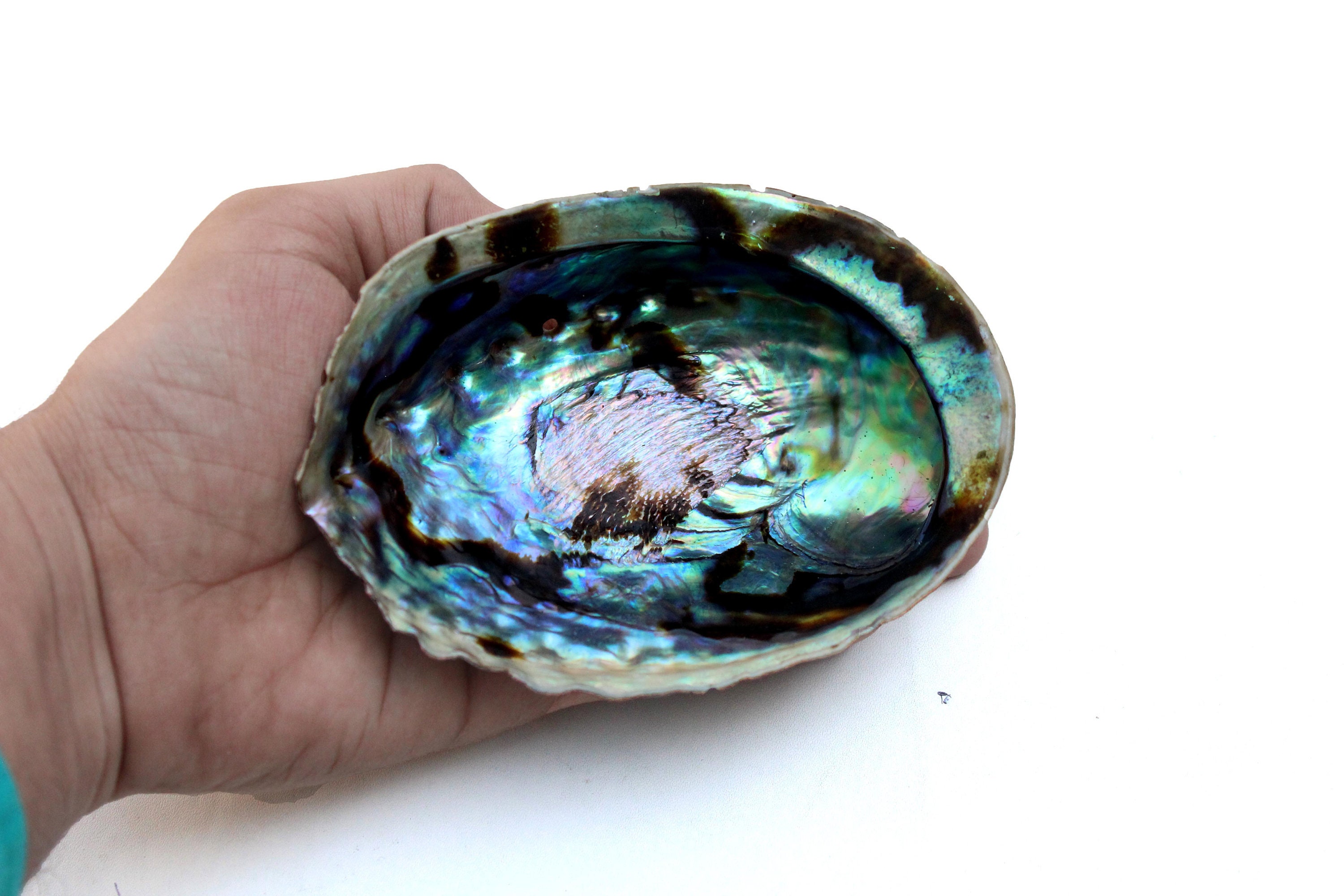 Polished Abalone Shells Three Sizes Inch 3 4 5 Inch - Etsy