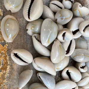 Cowrie Shell Natural Kodi Sea Shells Grey Cowrie for Jewelry Making Use ...