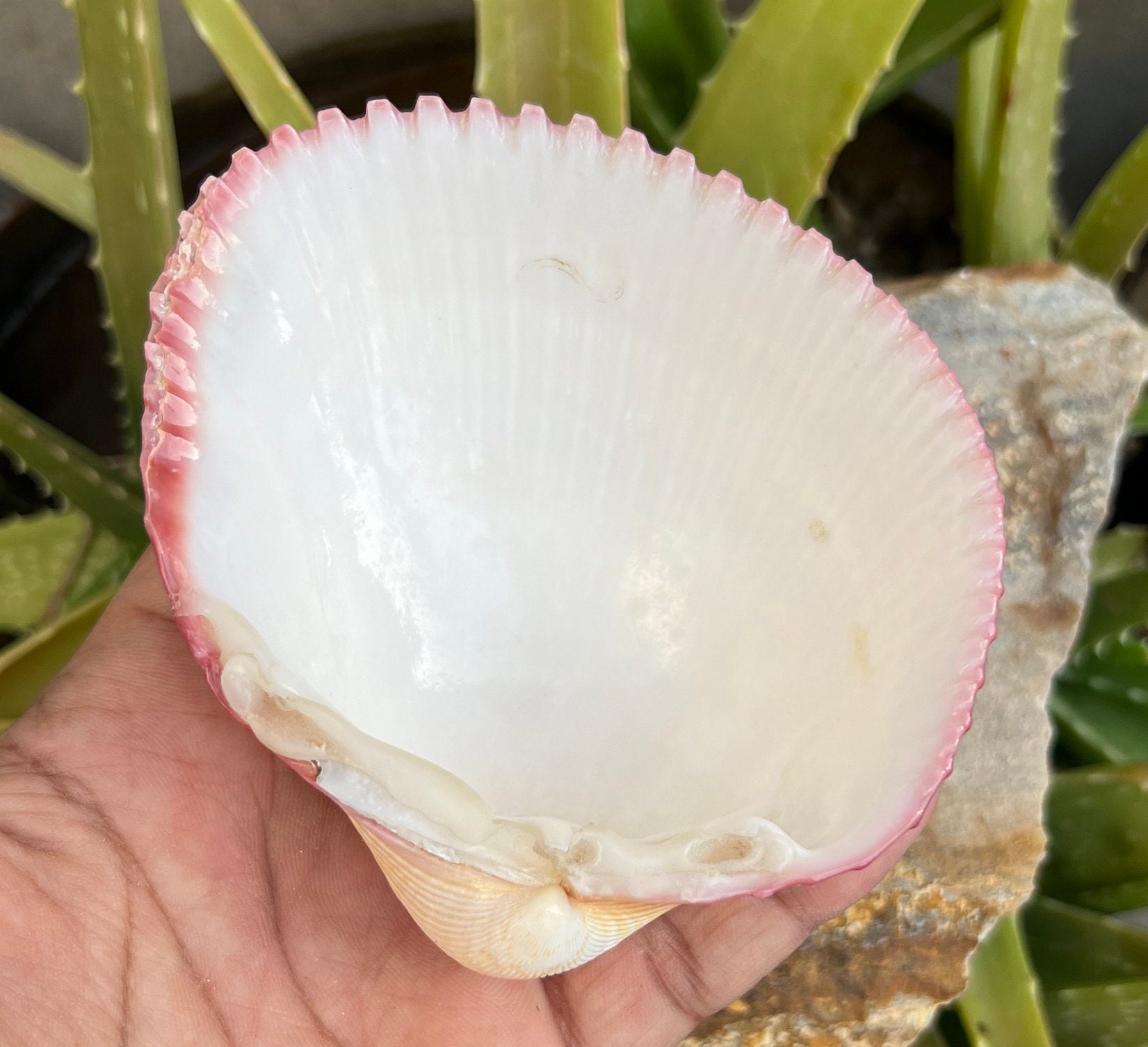 Natural Cockle Shells Sea Shell Craft Supplies Sea Shell for Jewelry ...