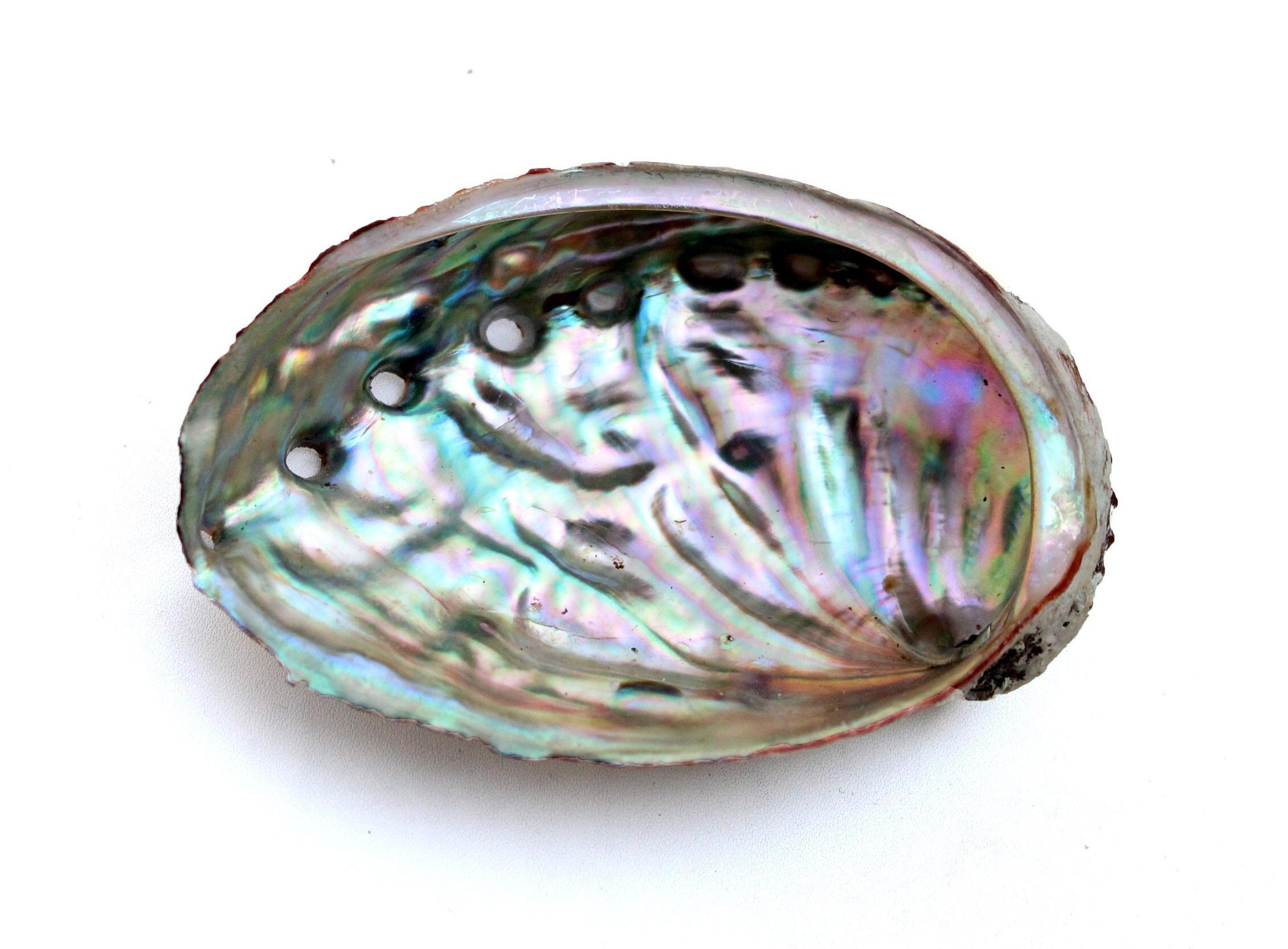Abalone Shell Polished Bowl Three Sizes Inch 3 4 5 - Etsy