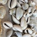 Cowrie Shell Natural Kodi Sea Shells Grey Cowrie for Jewelry Making Use ...