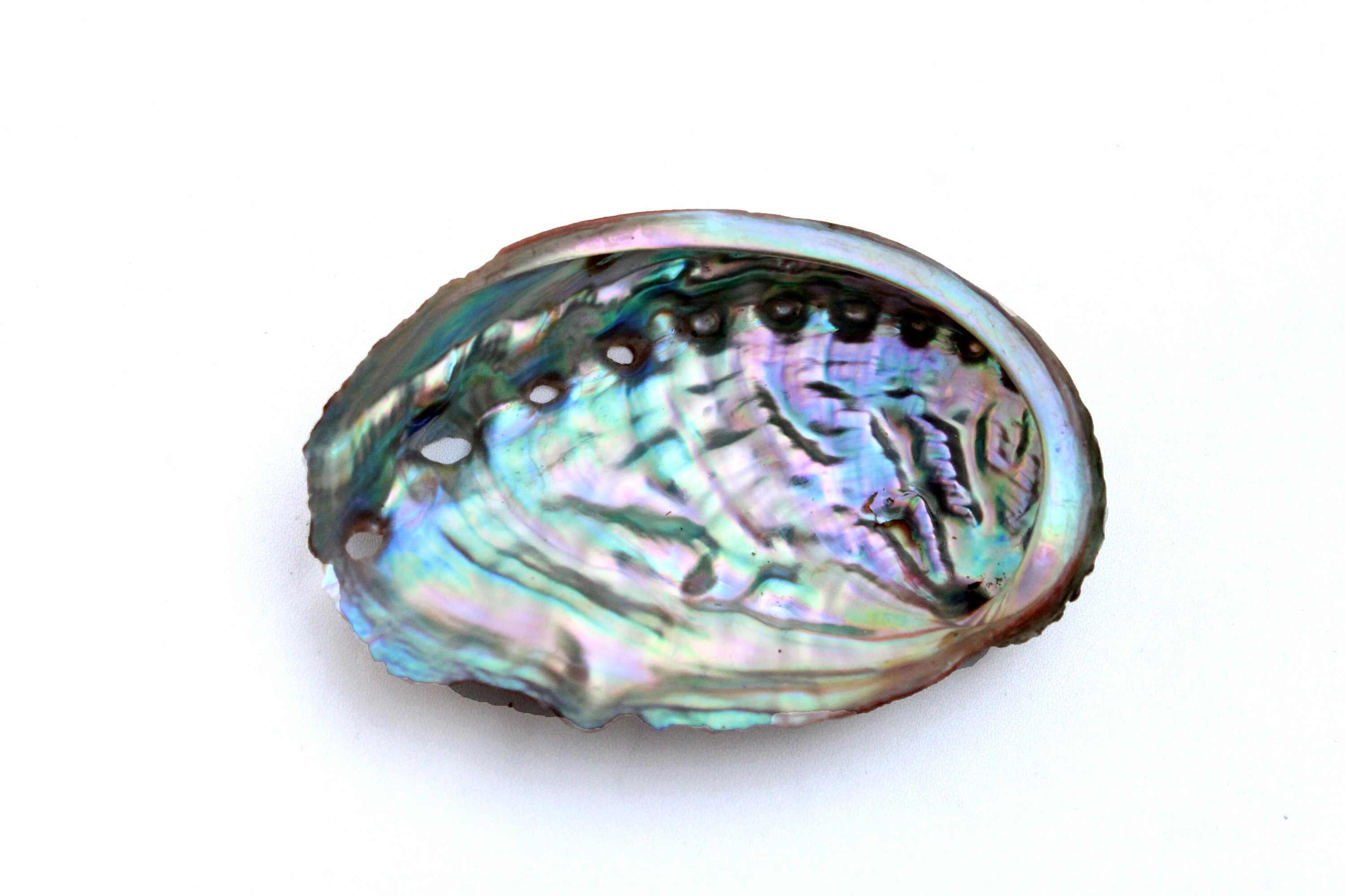 Abalone Shell Polished Bowl Three Sizes Inch 3 4 5 - Etsy