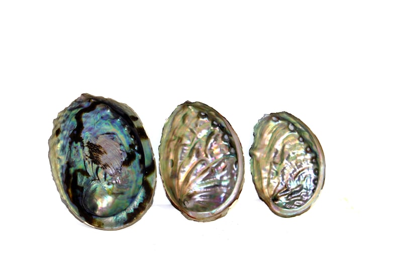 Abalone Shell Polished Bowl Three Sizes Inch 3 4 5 - Etsy