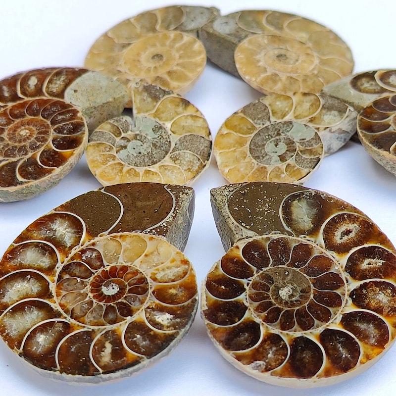 Ammonite Shell - Etsy