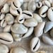 Cowrie Shell Natural Kodi Sea Shells Grey Cowrie for Jewelry Making Use ...