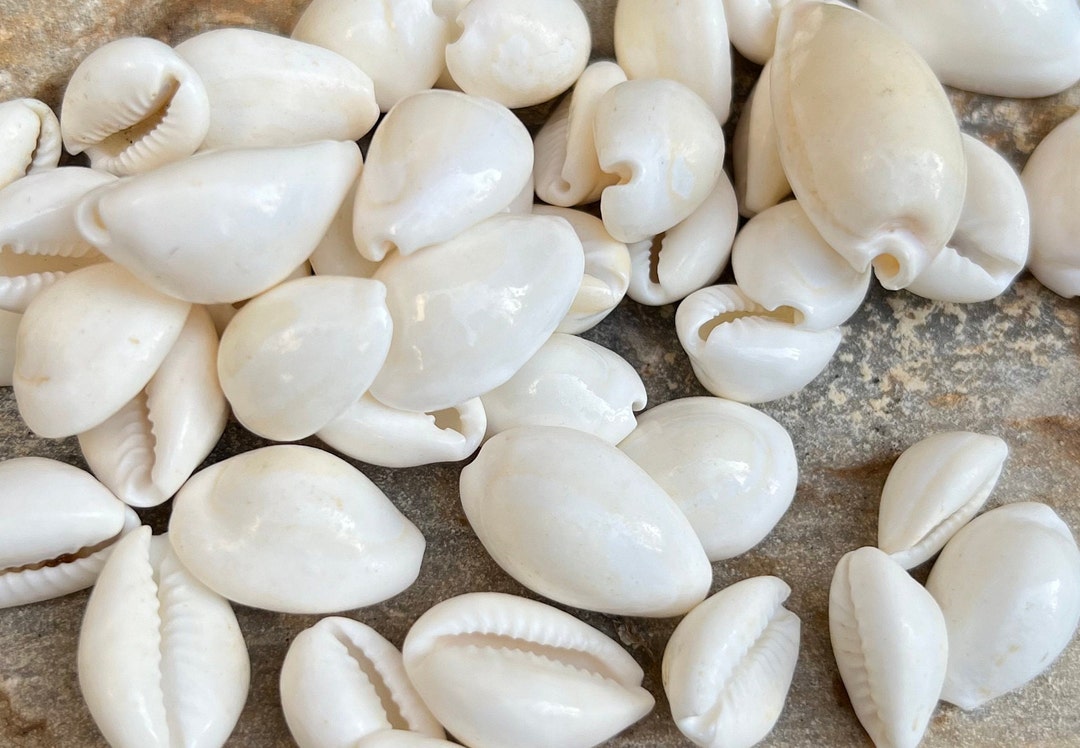 White Kauri Natural Cowrie Sea Shell for Jewelry Making Use Shell ...