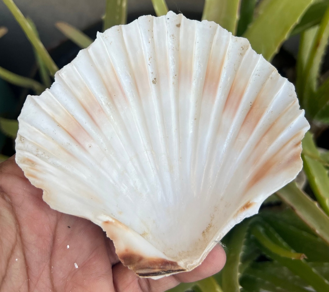 5 Pcs, Natural Large Real Irish Scallop Shells Quality Beach Dining ...