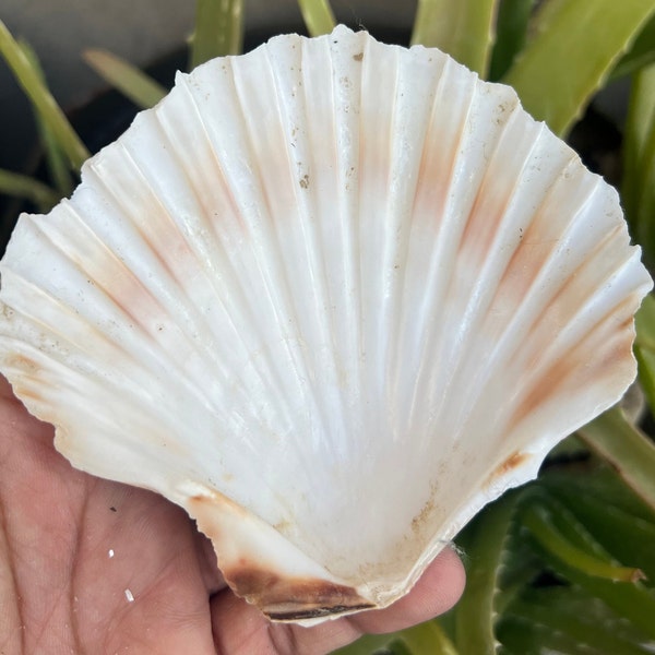 Natural Sea Shells - Etsy