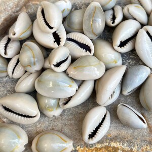 Cowrie Shell Natural Kodi Sea Shells Grey Cowrie for Jewelry Making Use ...