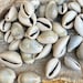 Cowrie Shell Natural Kodi Sea Shells Grey Cowrie for Jewelry Making Use ...