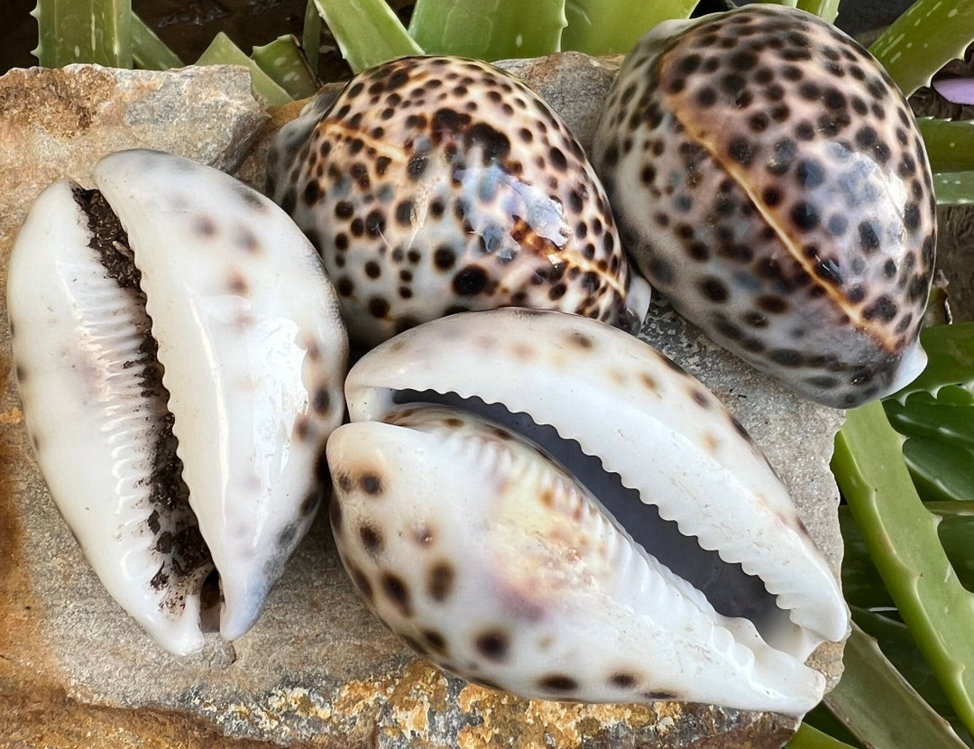 Natural Tiger Cowrie Sea Shell Real Shell for Jewelry Making Tiger ...