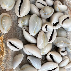 Cowrie Shell Natural Kodi Sea Shells Grey Cowrie for Jewelry Making Use ...