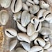 Cowrie Shell Natural Kodi Sea Shells Grey Cowrie for Jewelry Making Use ...