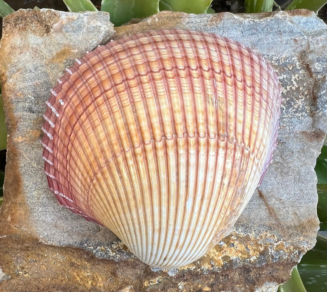 Natural Cockle Shells Sea Shell Craft Supplies Sea Shell for Jewelry ...