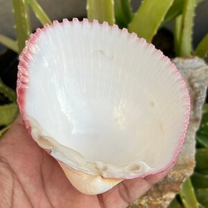 Natural Cockle Shells Sea Shell Craft Supplies Sea Shell for Jewelry ...