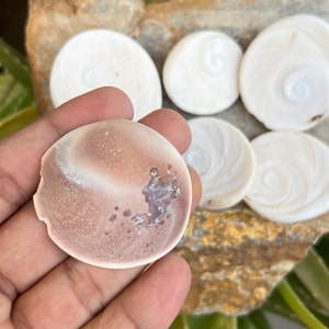 Natural Shiva Fossil Big Size Shiva Eye Lot Craft Supplies for Jewelry ...