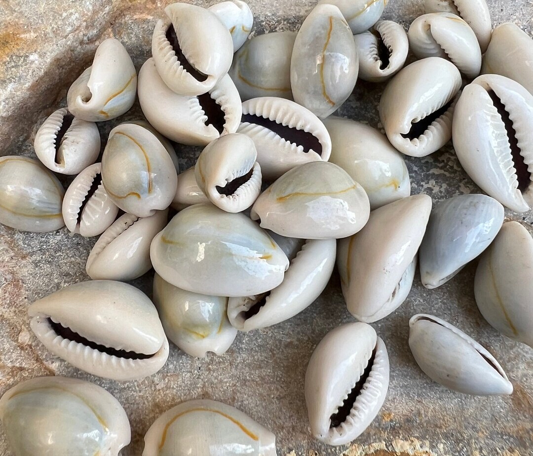 Cowrie Shell Natural Kodi Sea Shells Grey Cowrie for Jewelry Making Use ...