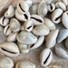 Cowrie Shell Natural Kodi Sea Shells Grey Cowrie for Jewelry Making Use ...