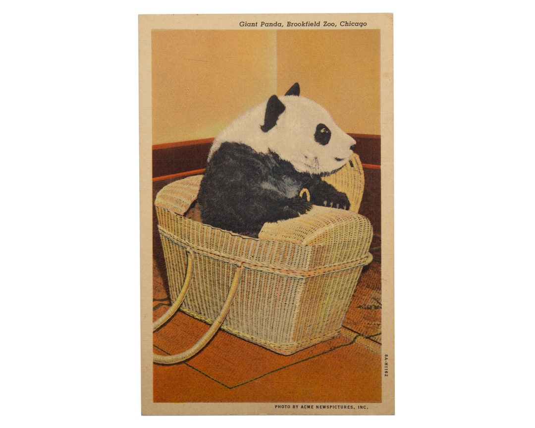 Vintage Panda Postcard, Giant Panda, Brookfield Zoo, Chicago, IL - Etsy