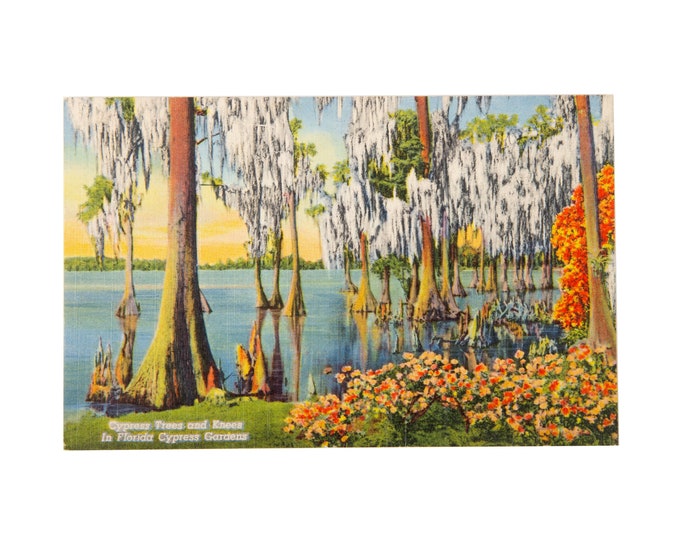 Vintage Postcard, Florida Cypress Gardens, Cypress Trees and Knees - Etsy