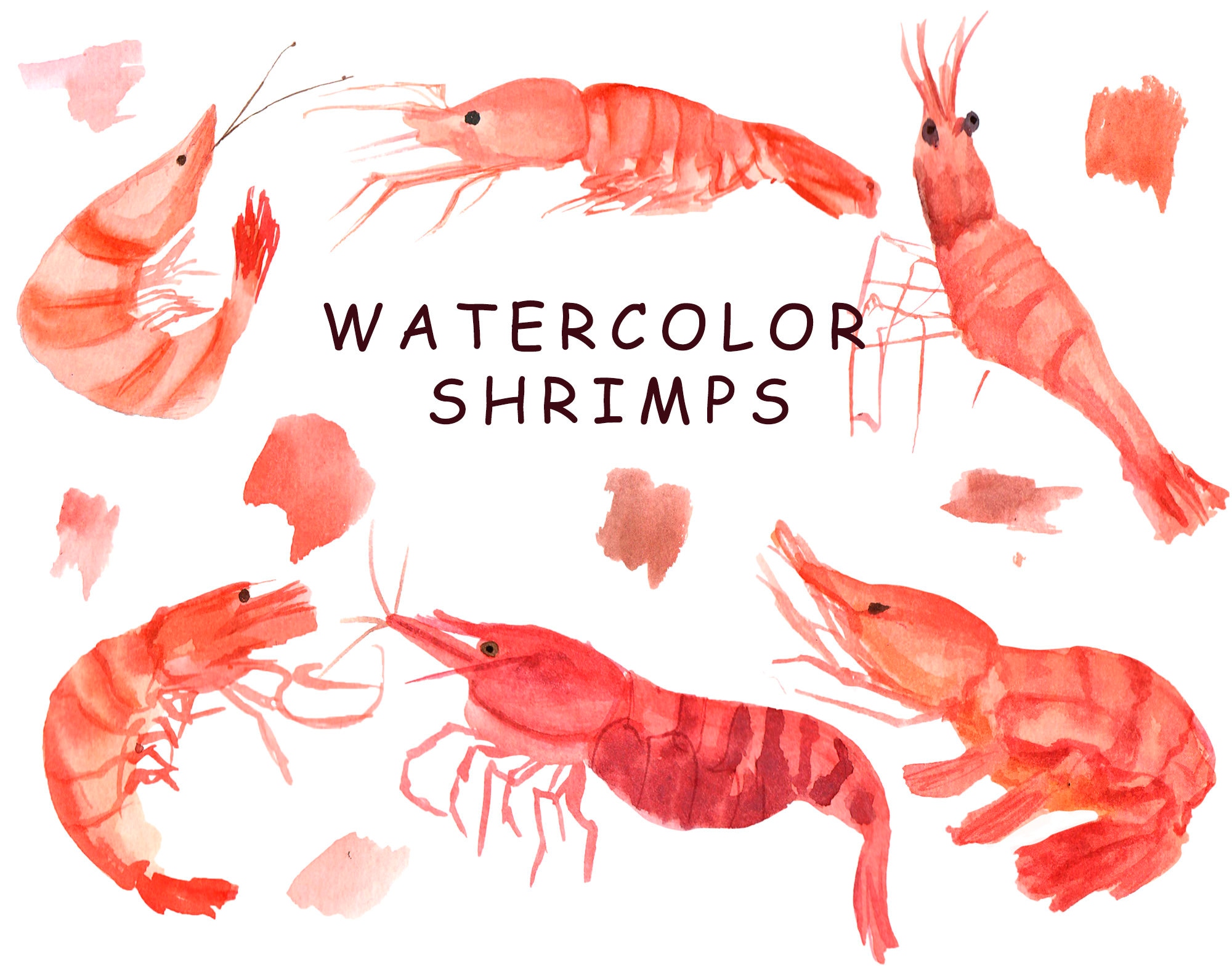 Shrimp Clipart