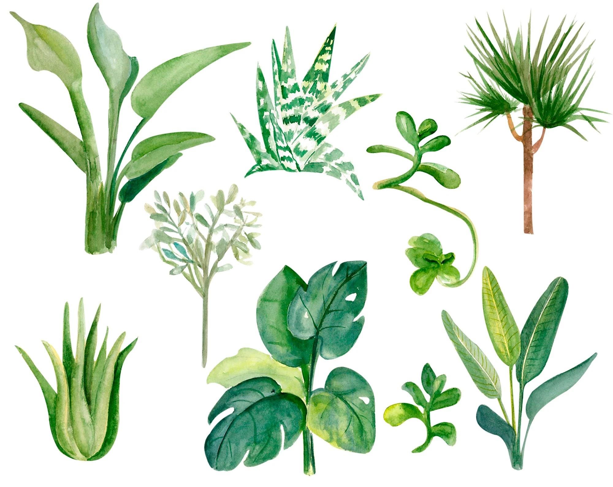 Watercolor House Plants Clipart Bundle for Boho Home Decor Digital ...