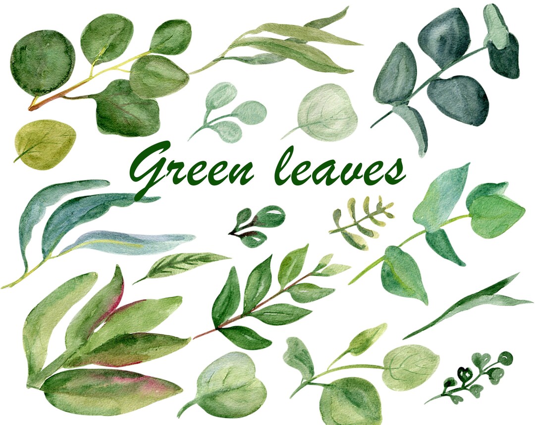 Watercolor Greenery Leaf Clipart, Botanical Clip Art, Eucalyptus Plant ...