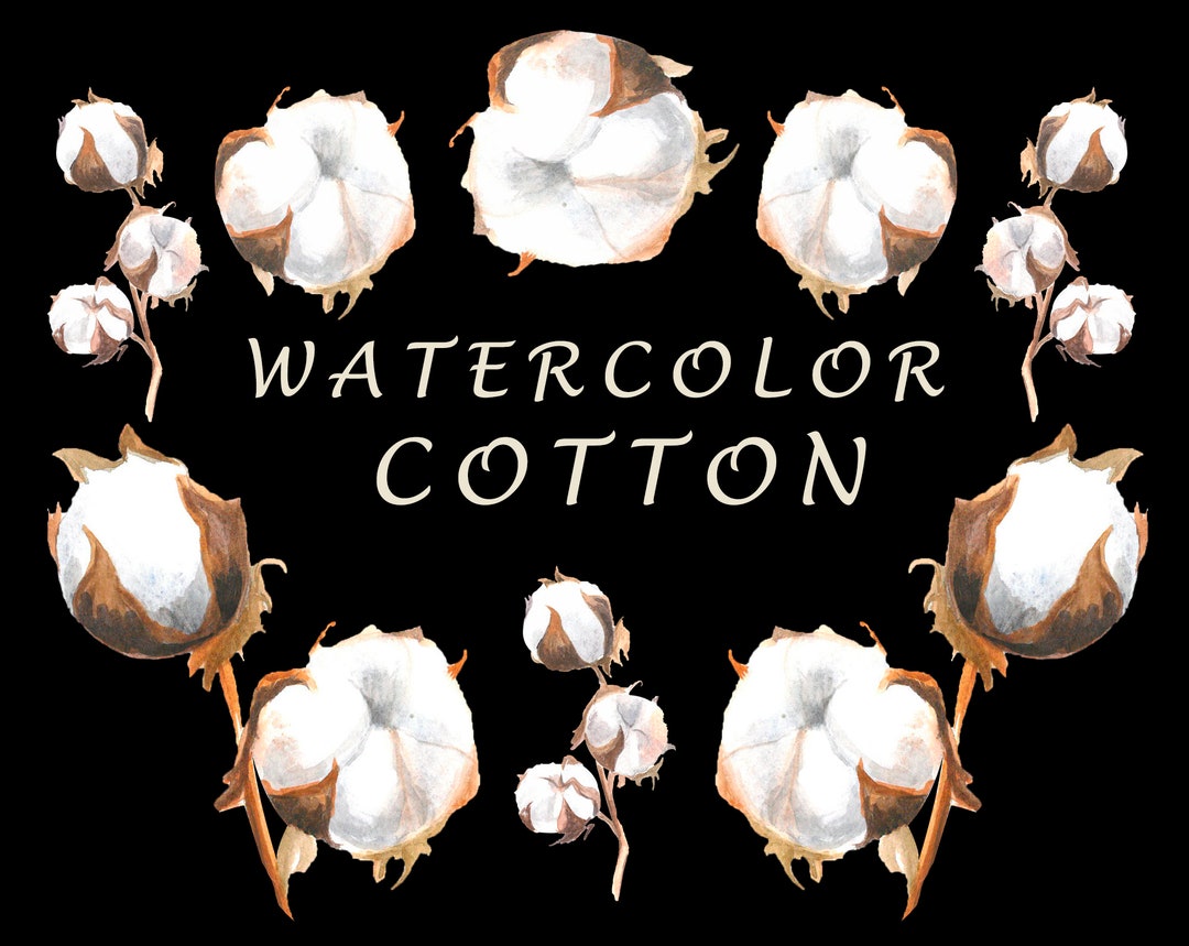 Watercolor Cotton Flower Clipart: PNG Floral Graphics (digital Download ...