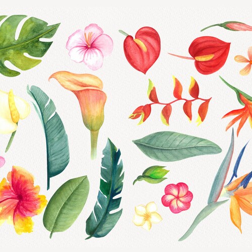 Tropical Plants. Watercolor Flower Clipart . Watercolor - Etsy