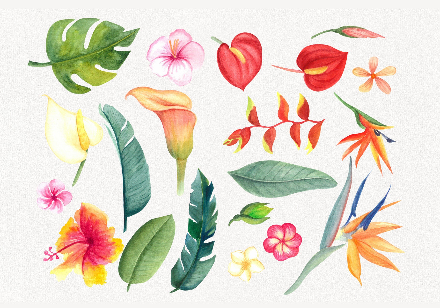 Tropical Plants. Watercolor Flower Clipart . Watercolor - Etsy