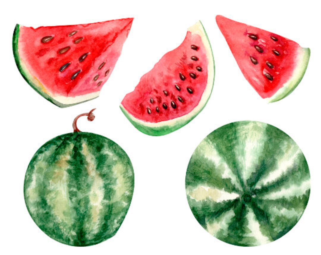Watercolor Fruit Watermelon Clipart, Summer Harvest - Etsy