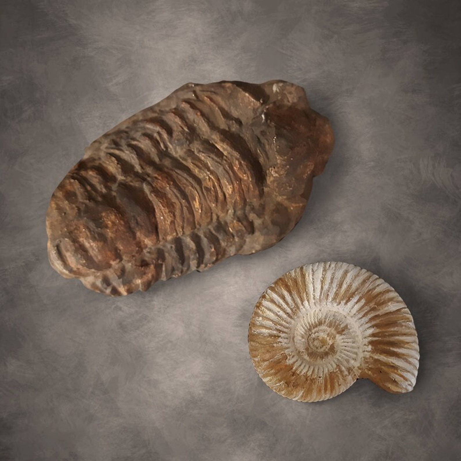Trilobite Fossil, Amonite, Ammonite Fossil, Dinosaur Replica, Ammonite ...