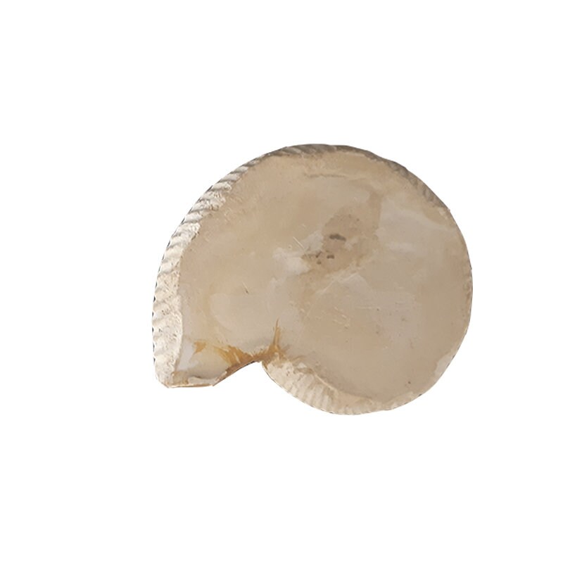 Trilobite Fossil, Amonite, Ammonite Fossil, Dinosaur Replica, Ammonite ...