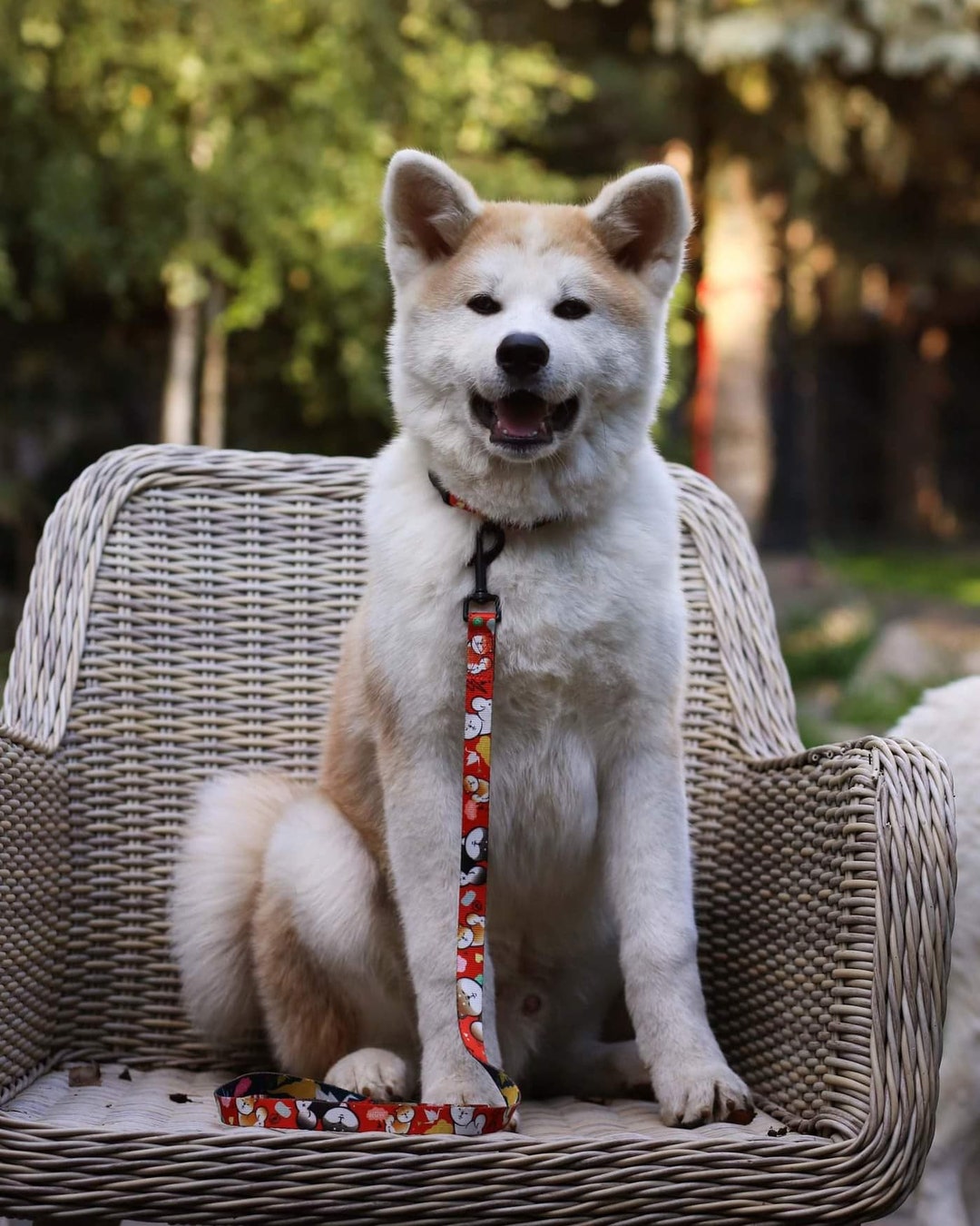 Shiba Inu Regular Leash Design on Red Background, Perfect for Christmas ...