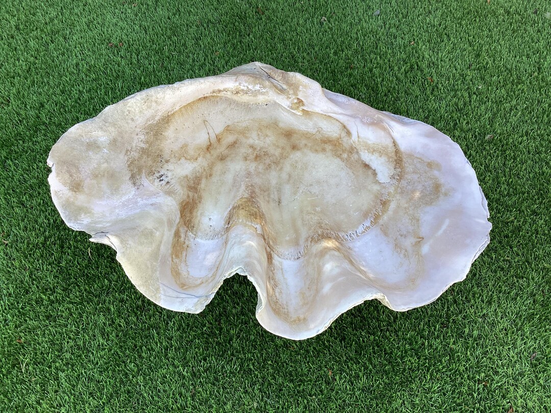 Vintage TRIDACNA GIGAS Huge CLAM Shell / Garden Art / Beach Coastal ...