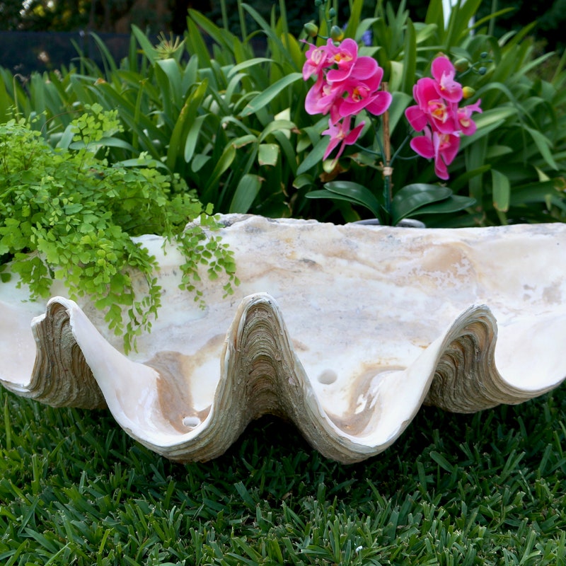 Clam Shell Planter - Etsy