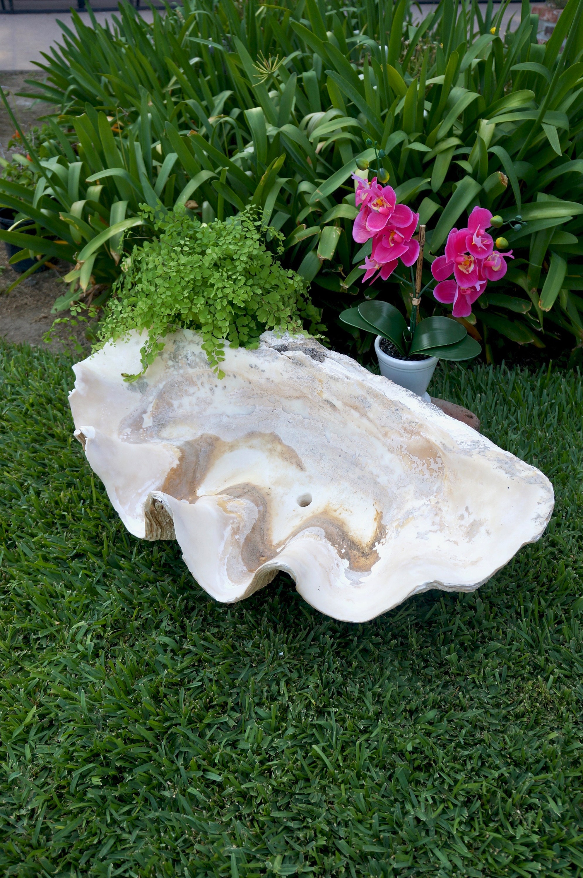 Old Vintage TRIDACNA GIGAS Huge CLAM Shell / Garden Art / Beach Coastal ...