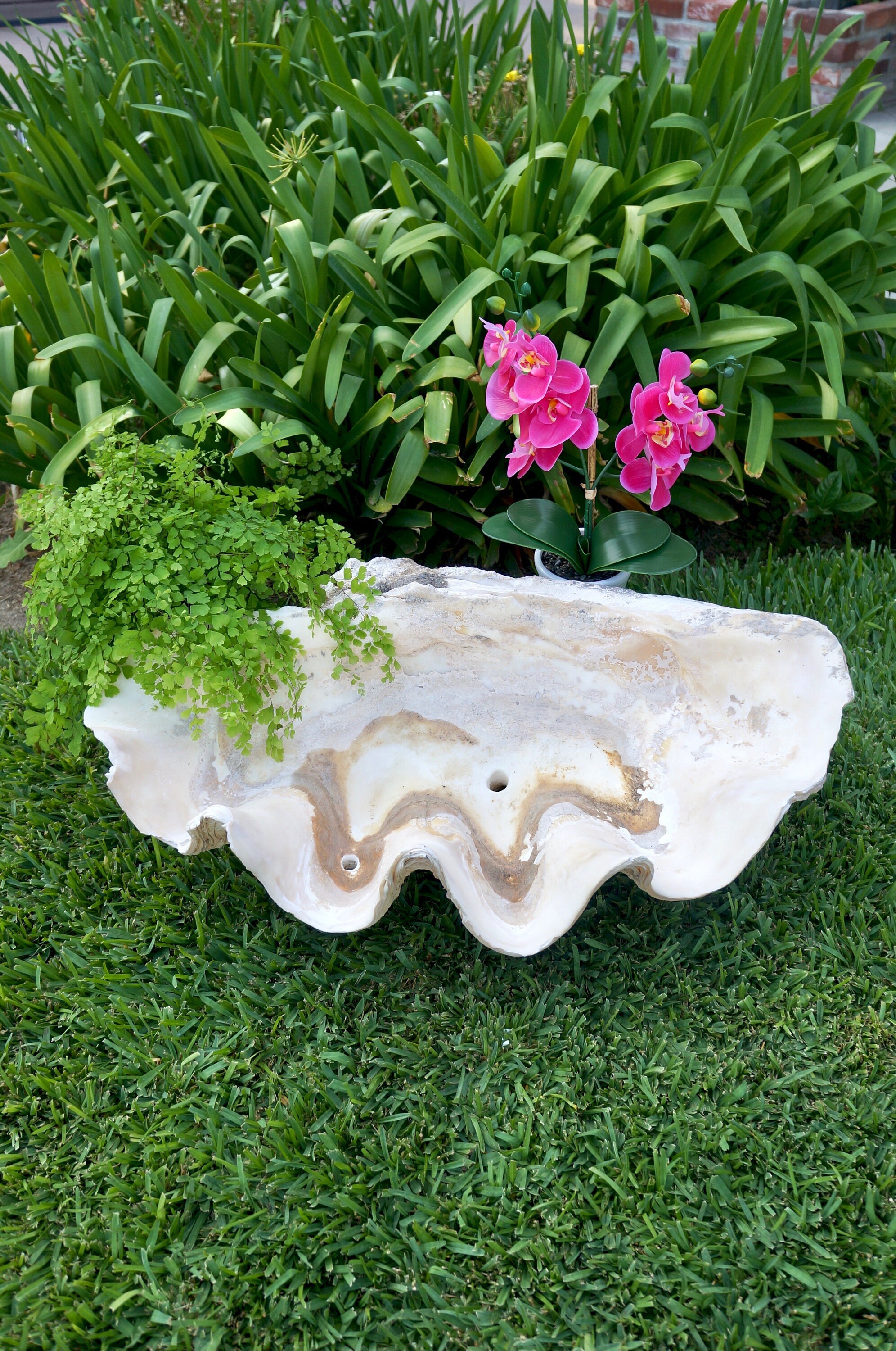 Old Vintage TRIDACNA GIGAS Huge CLAM Shell / Garden Art / Beach Coastal ...