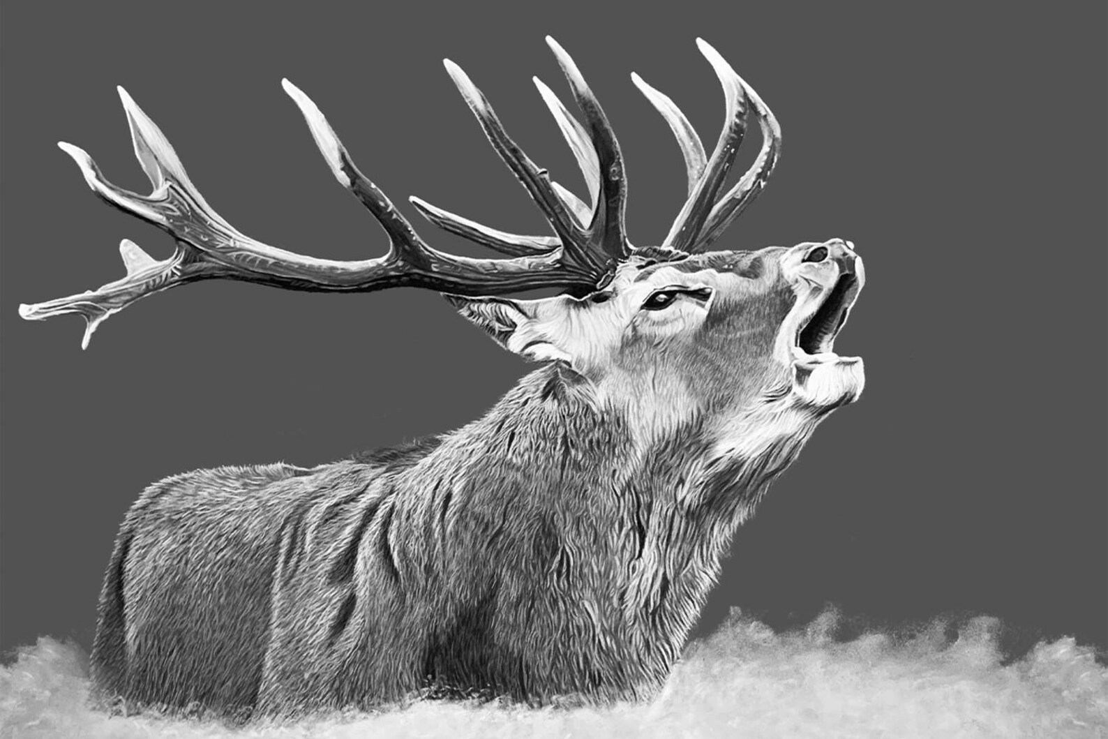 Stag print Deer print Wildlife print Stag Buck Deer | Etsy