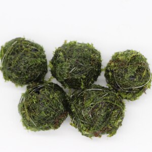 Sinking Java Moss Ball Live Aquarium Paludarium Plant - Etsy